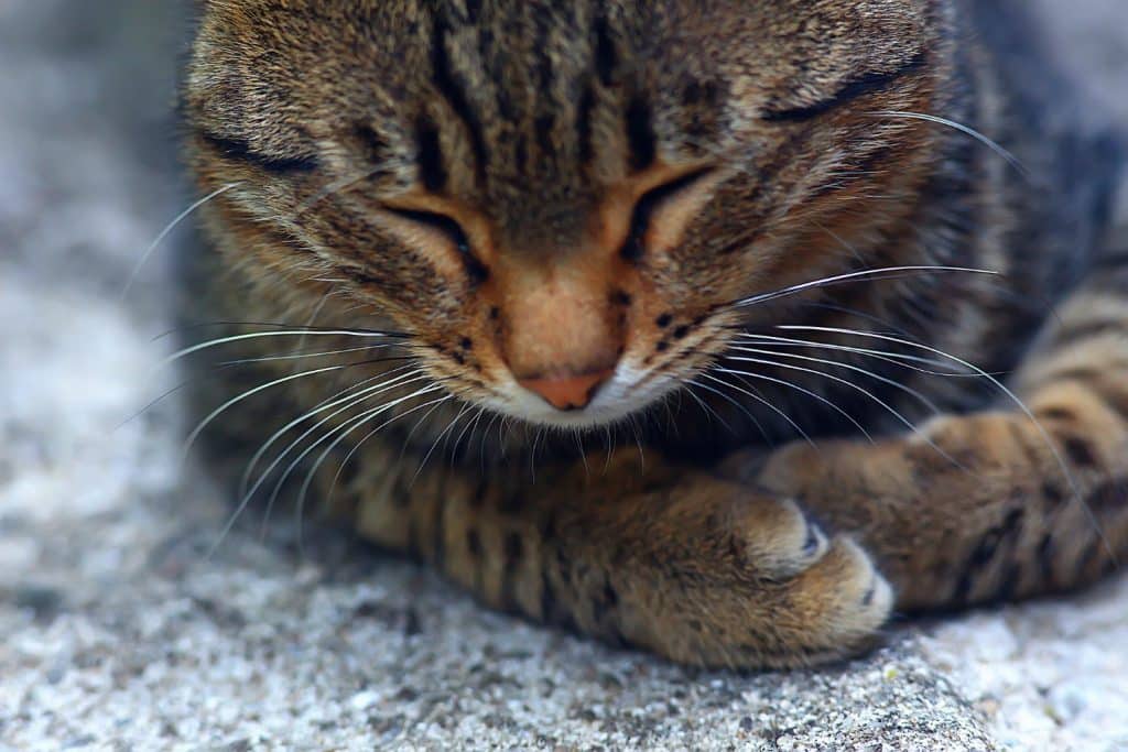 Comment traiter la stase gastro-intestinale chez le chat ? - Blacksheep ...